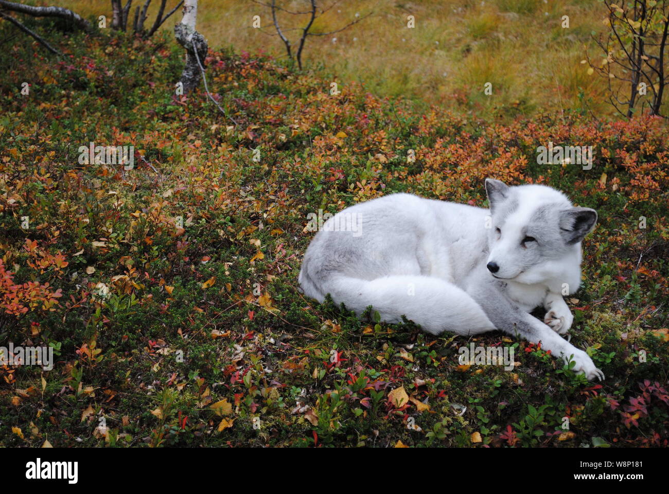 Polar fox laying in the forest Stock Photo - Alamy