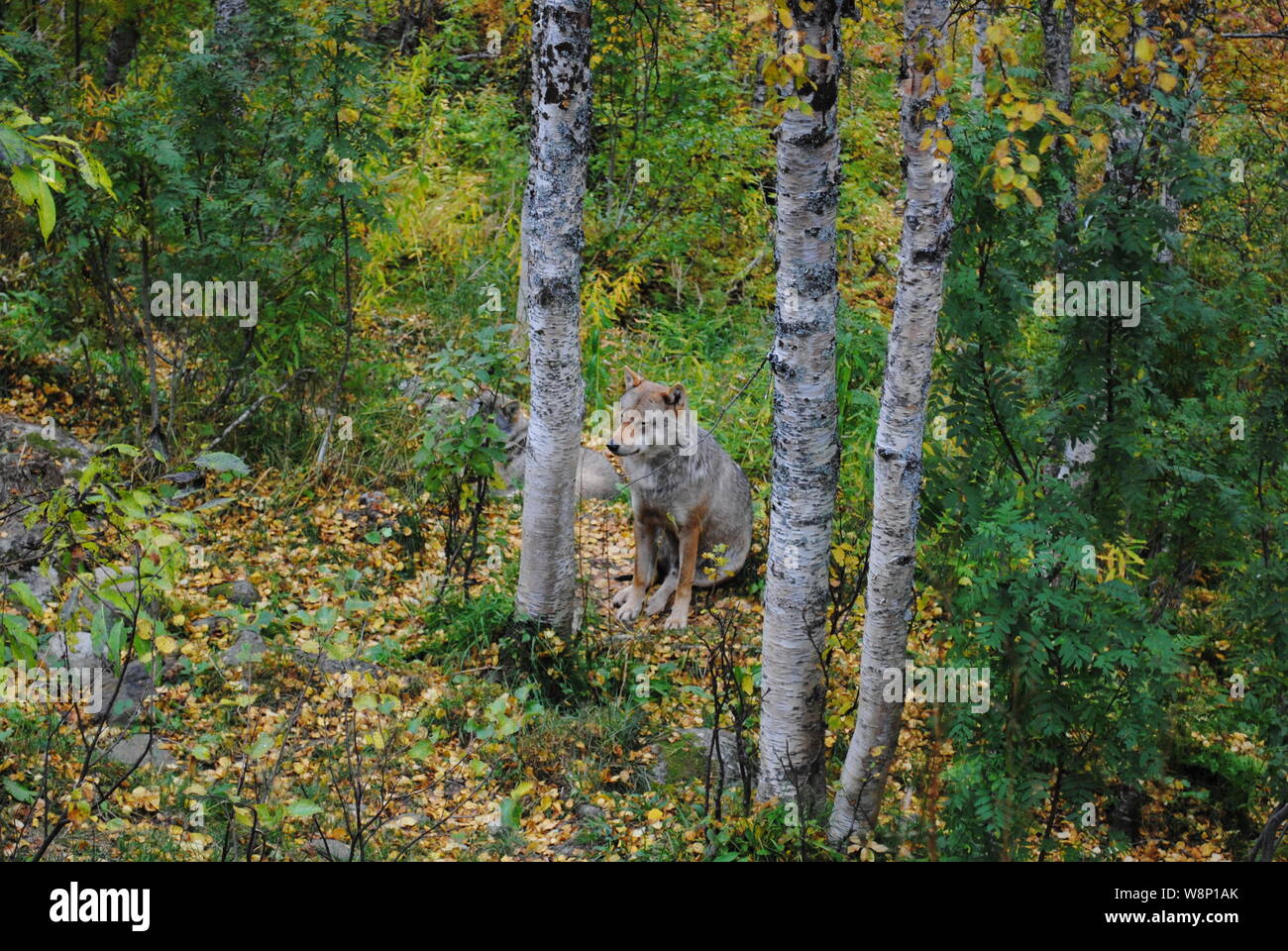 Fox in the forest between trees Stock Photo - Alamy