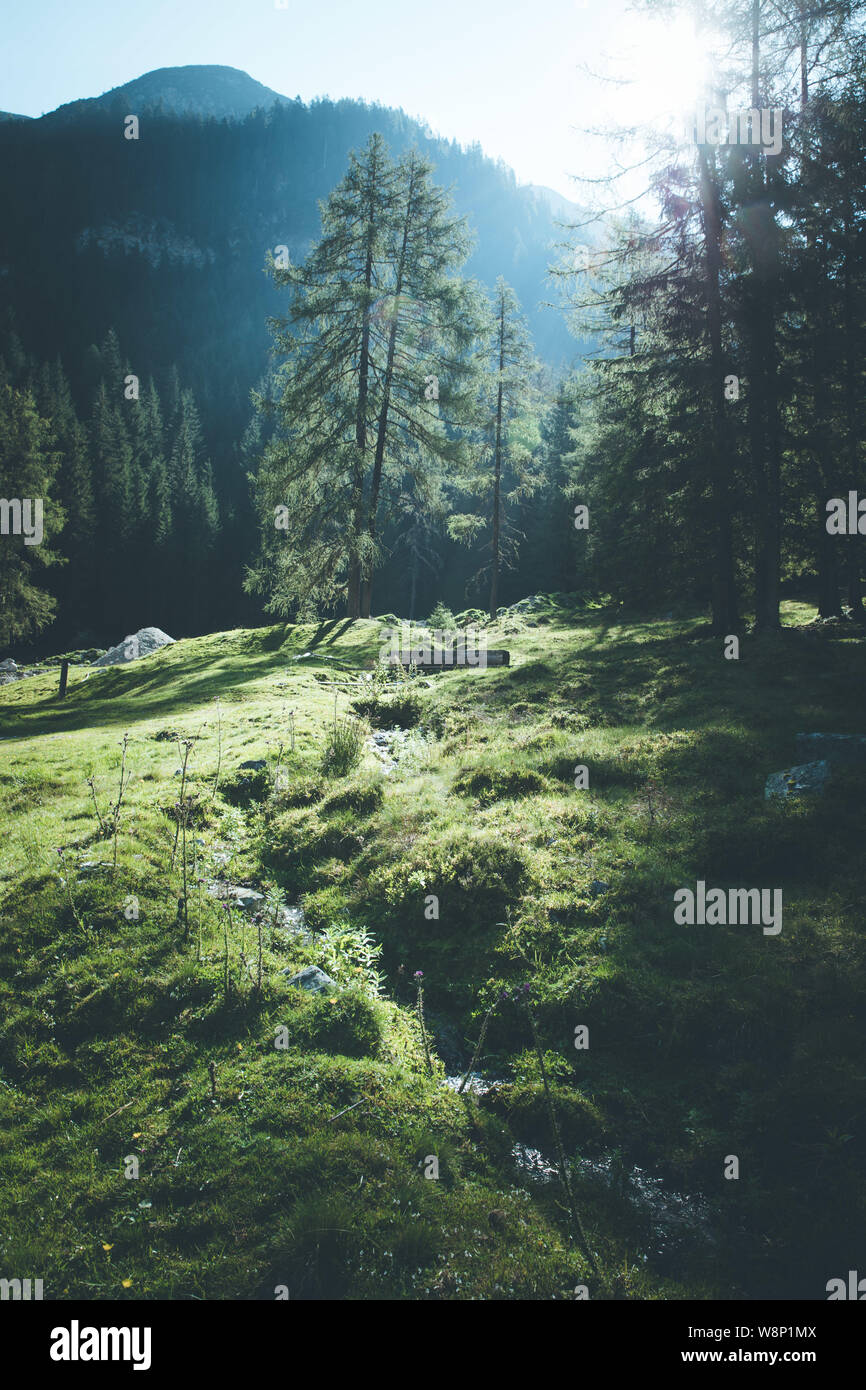 Beautiful river and forest landscape in the Alps, Austria Stock Photo ...