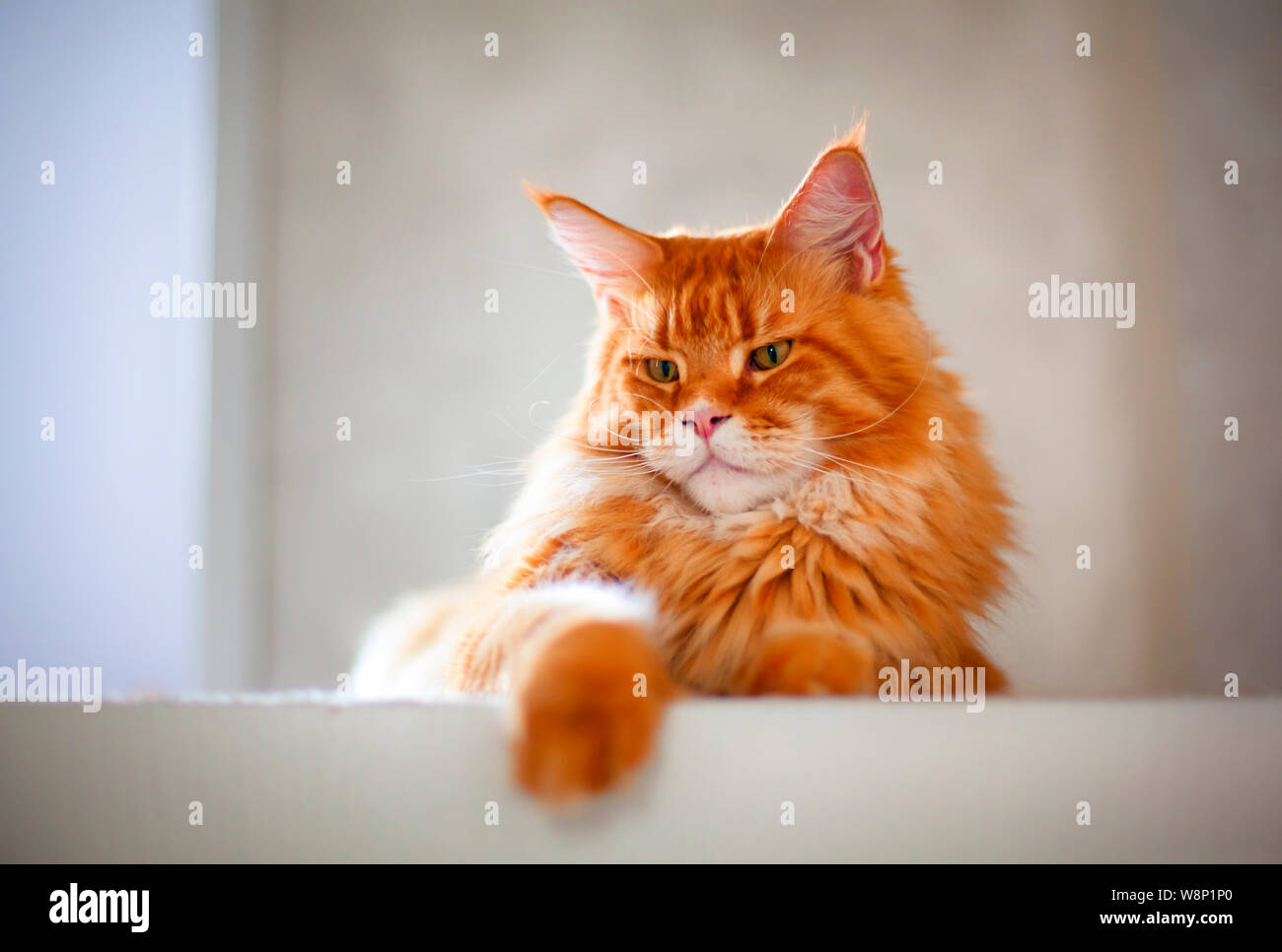 Portrait of ginger Maine Coon cat Stock Photo - Alamy