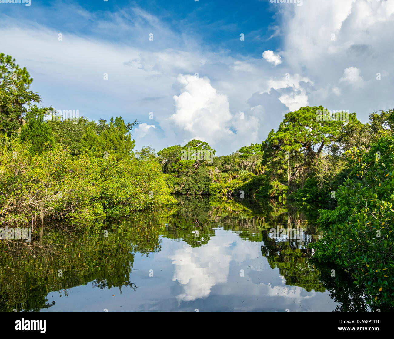 South Creek in Oscar Scherer State Park in Nokomis in southwest Florida ...