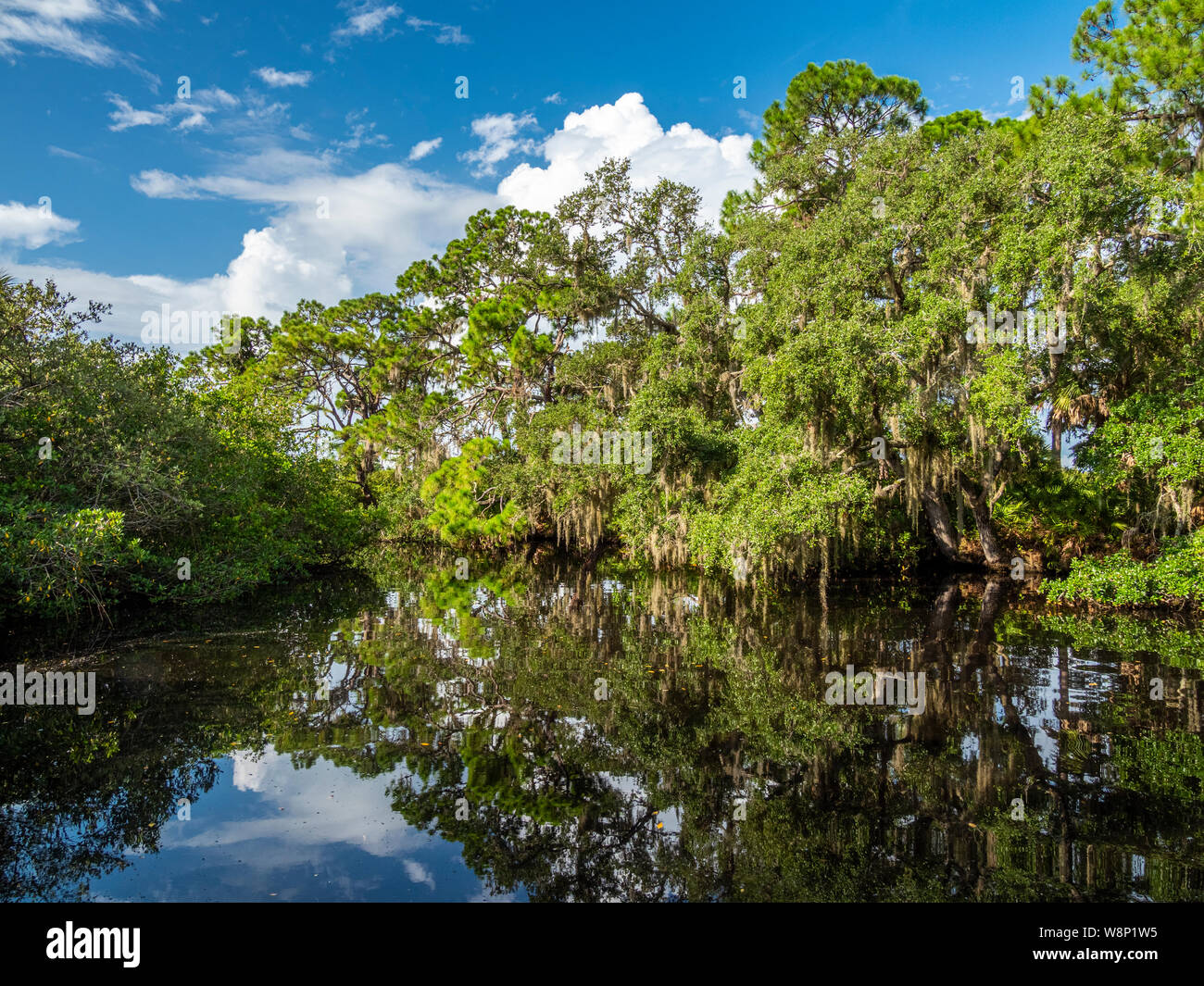 South Creek in Oscar Scherer State Park in Nokomis in southwest Florida ...