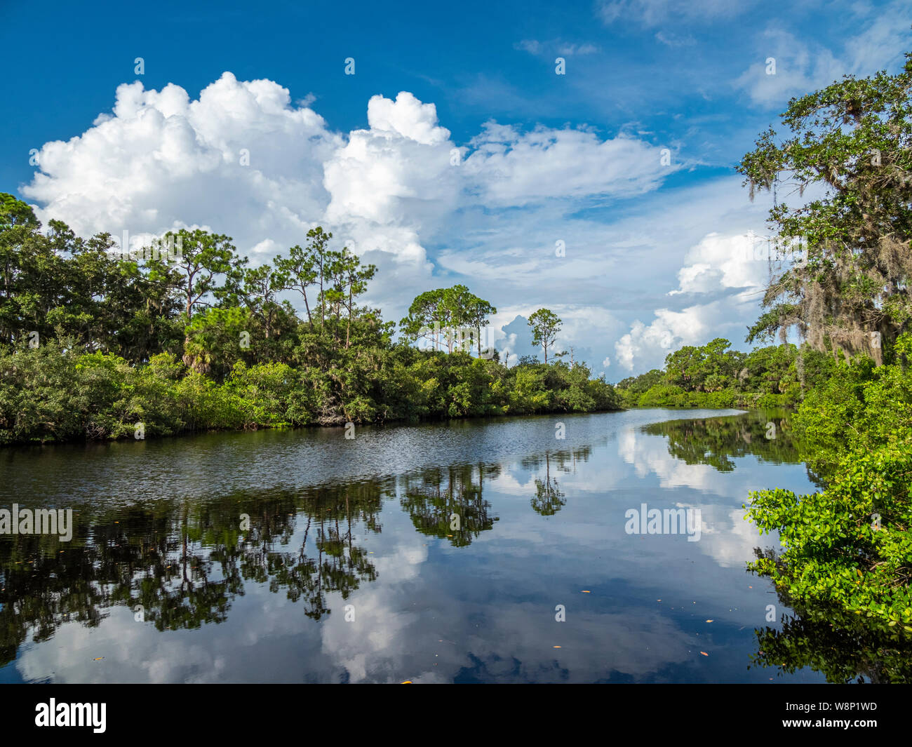 South Creek in Oscar Scherer State Park in Nokomis in southwest Florida ...
