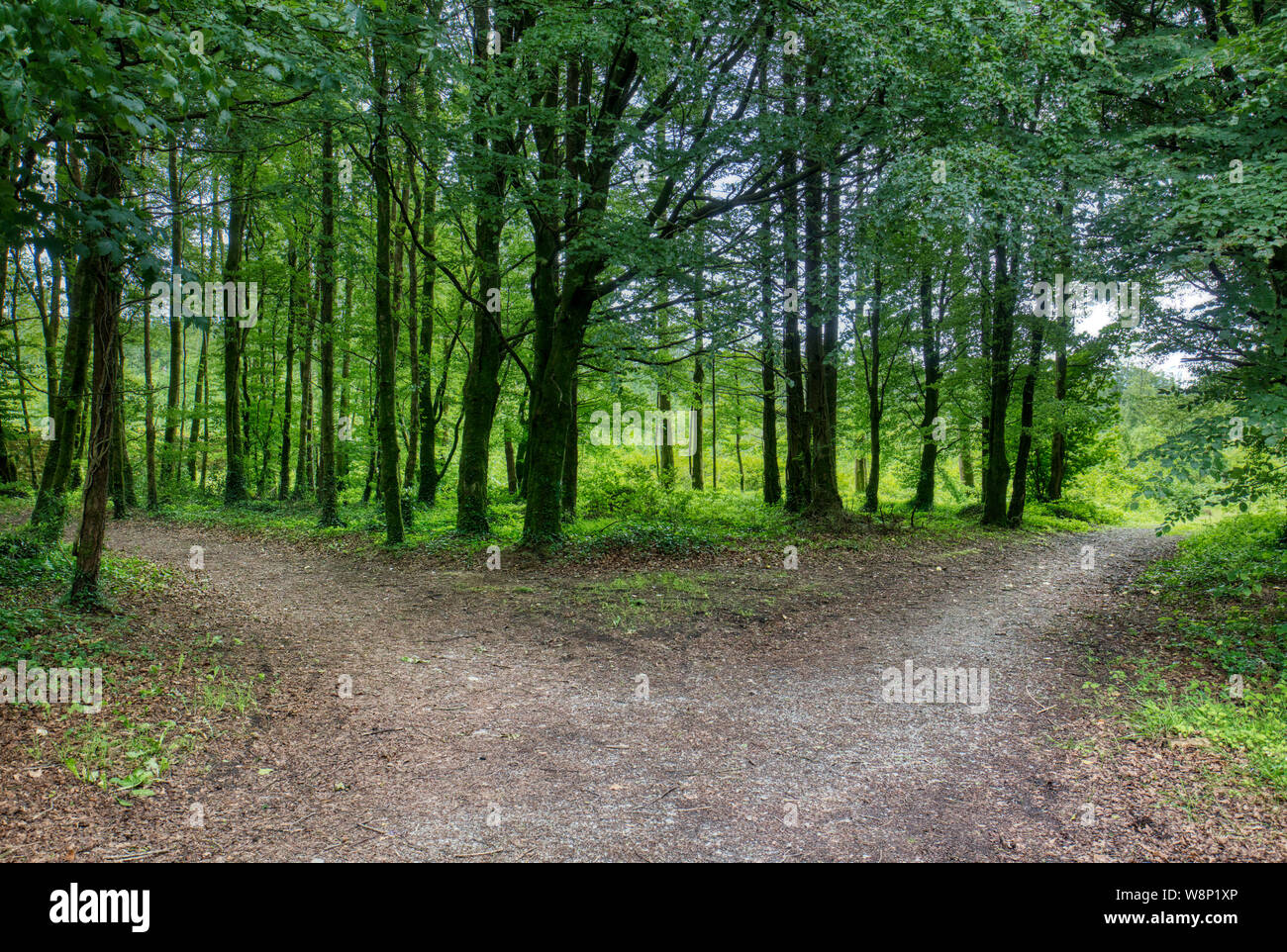 Y in path though green summer woods in County Mayo in western Ireland ...