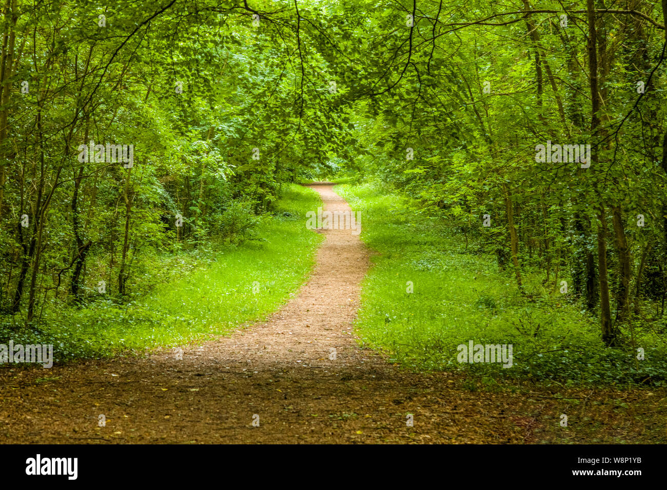 Path though green summer woods in County Mayo in western Ireland Stock ...