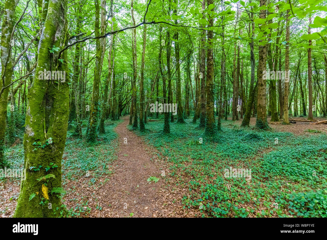 Path though green summer woods in County Mayo in western Ireland Stock ...