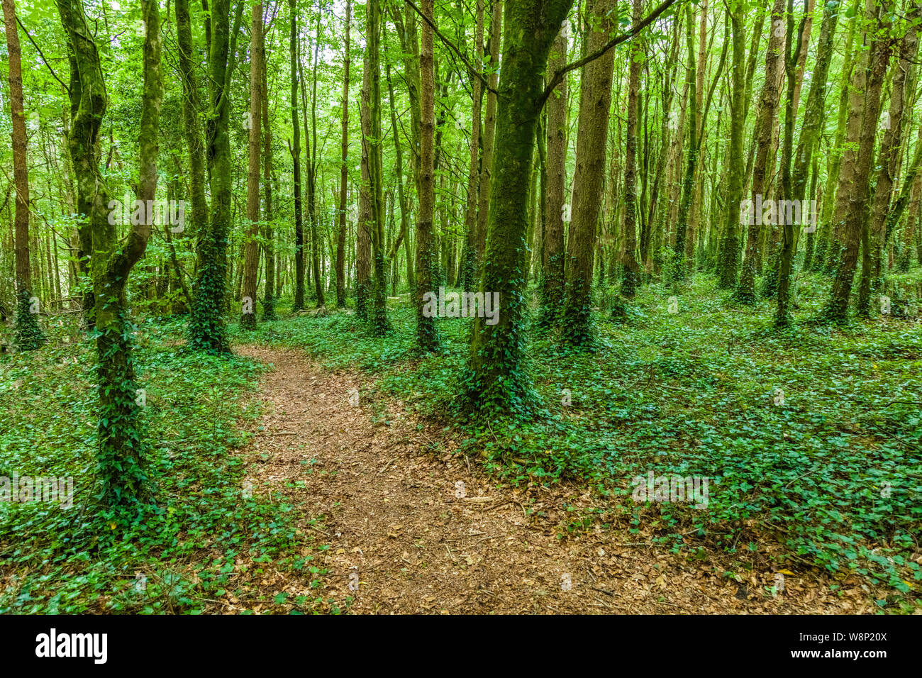 Green summer woods in County Mayo in western Ireland Stock Photo - Alamy
