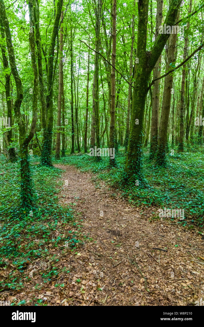 Path though green summer woods in County Mayo in western Ireland Stock ...