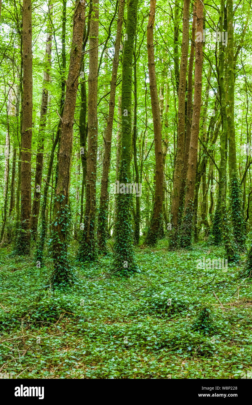 Green summer woods in County Mayo in western Ireland Stock Photo - Alamy