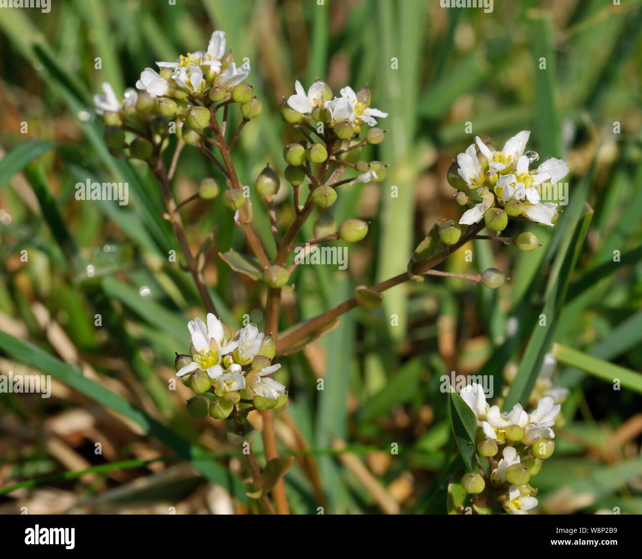 Common Scurvygrass - Cochlearia officinalis Flowers & Seed Pods Stock ...