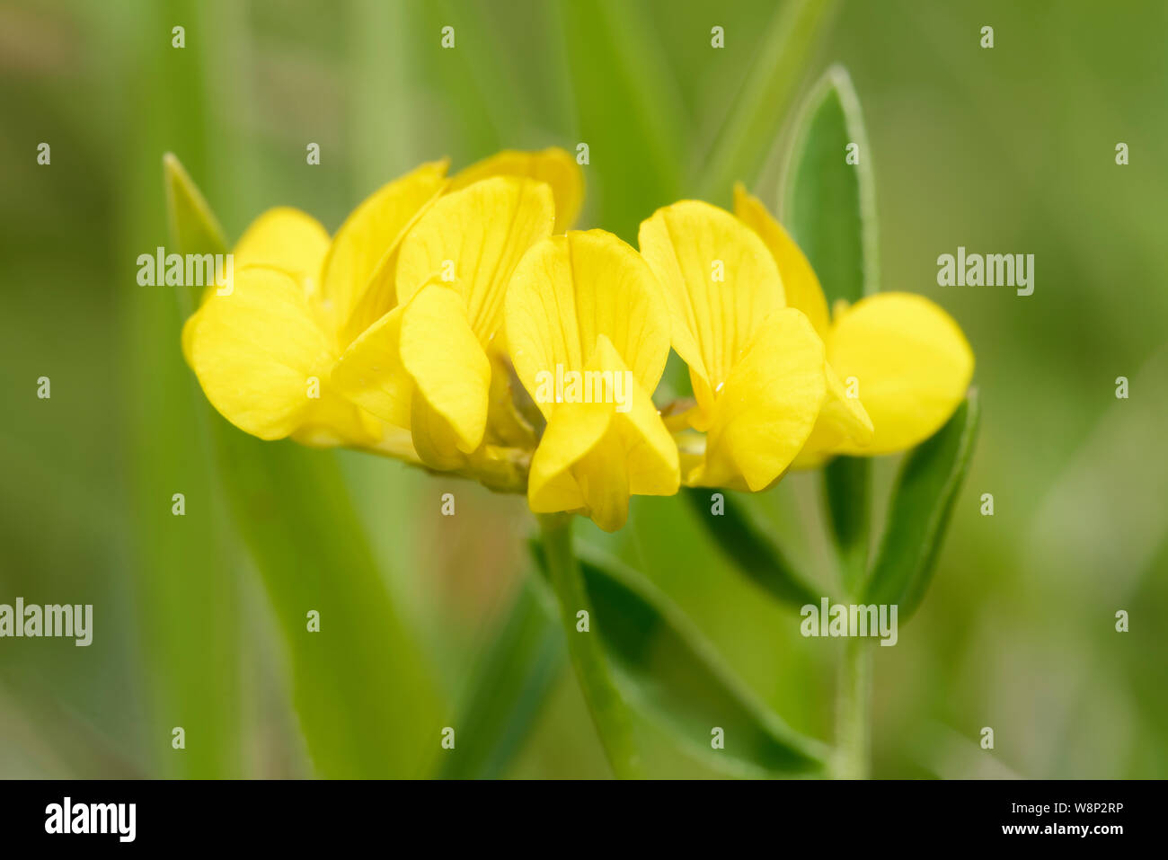 Horseshoe Vetch - Hippocrepis comosa Grassland Wild Flower Stock Photo ...