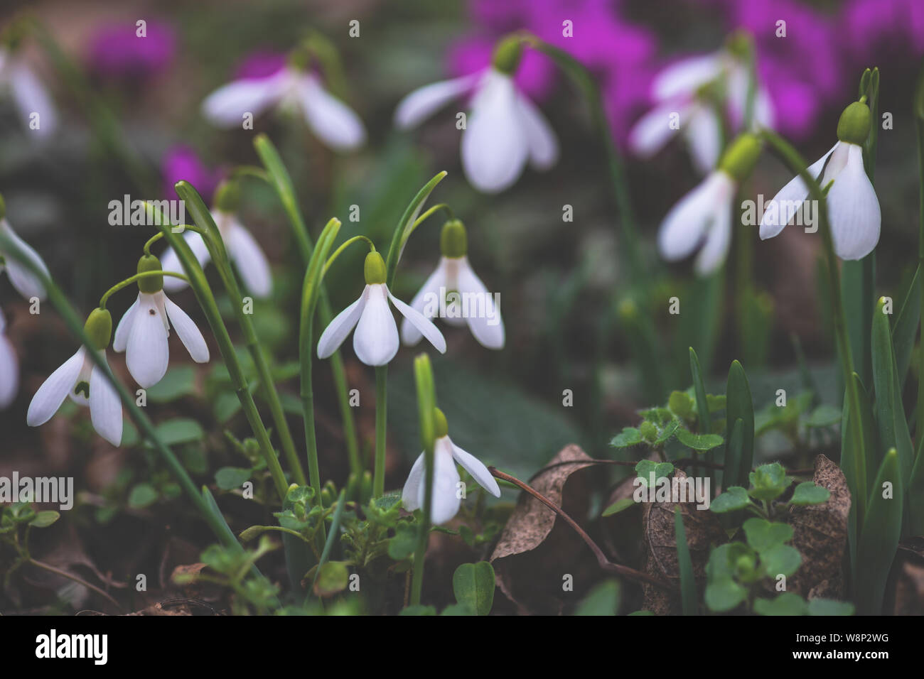White snowdrop flowers in a forest as a spring time card Stock Photo ...