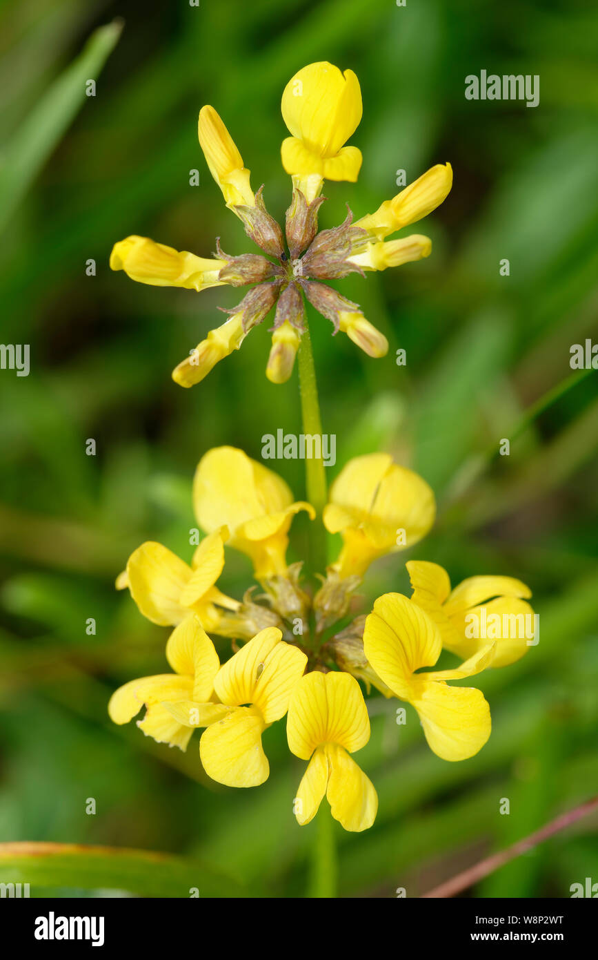 Horseshoe Vetch - Hippocrepis comosa Grassland Wild Flower Stock Photo ...