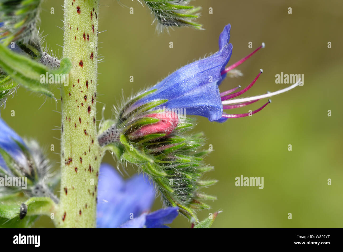 Vipers Bugloss - Echium vulgare Closeup of single flower Stock Photo ...