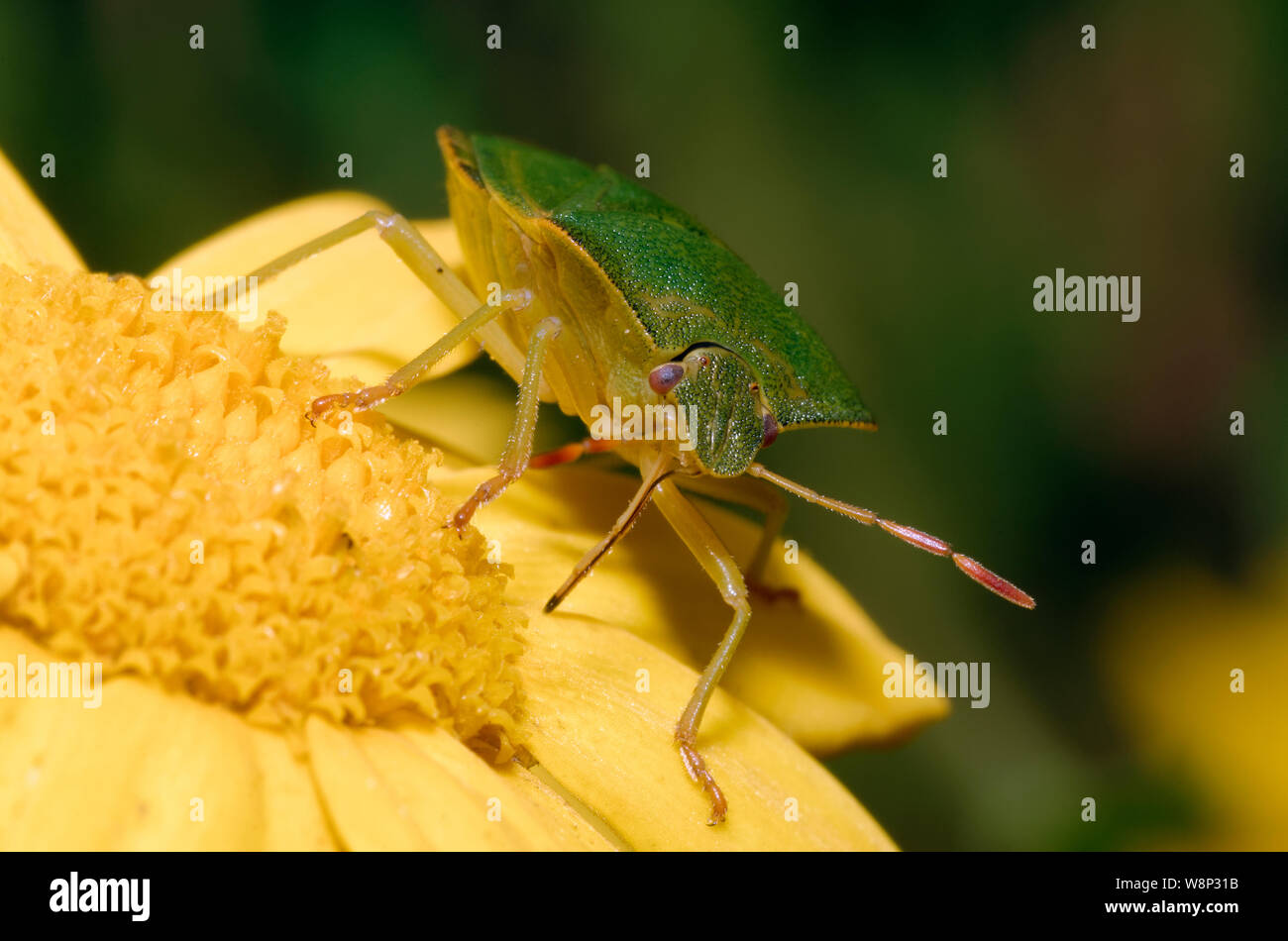 Common Green Shieldbug - Palomena prasina on Corn Marigold ...