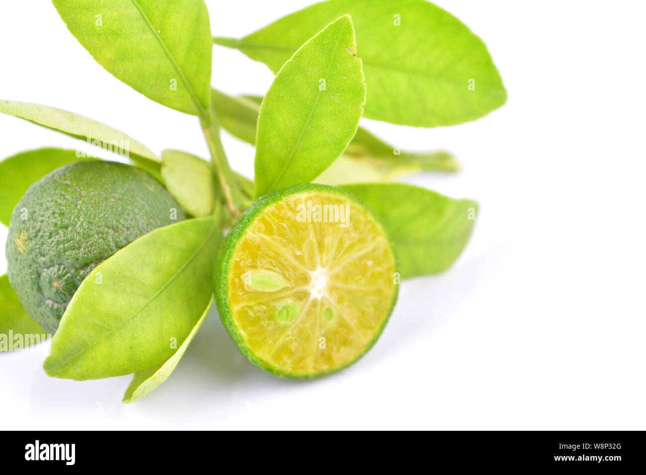 Calamansi on white background Stock Photo - Alamy