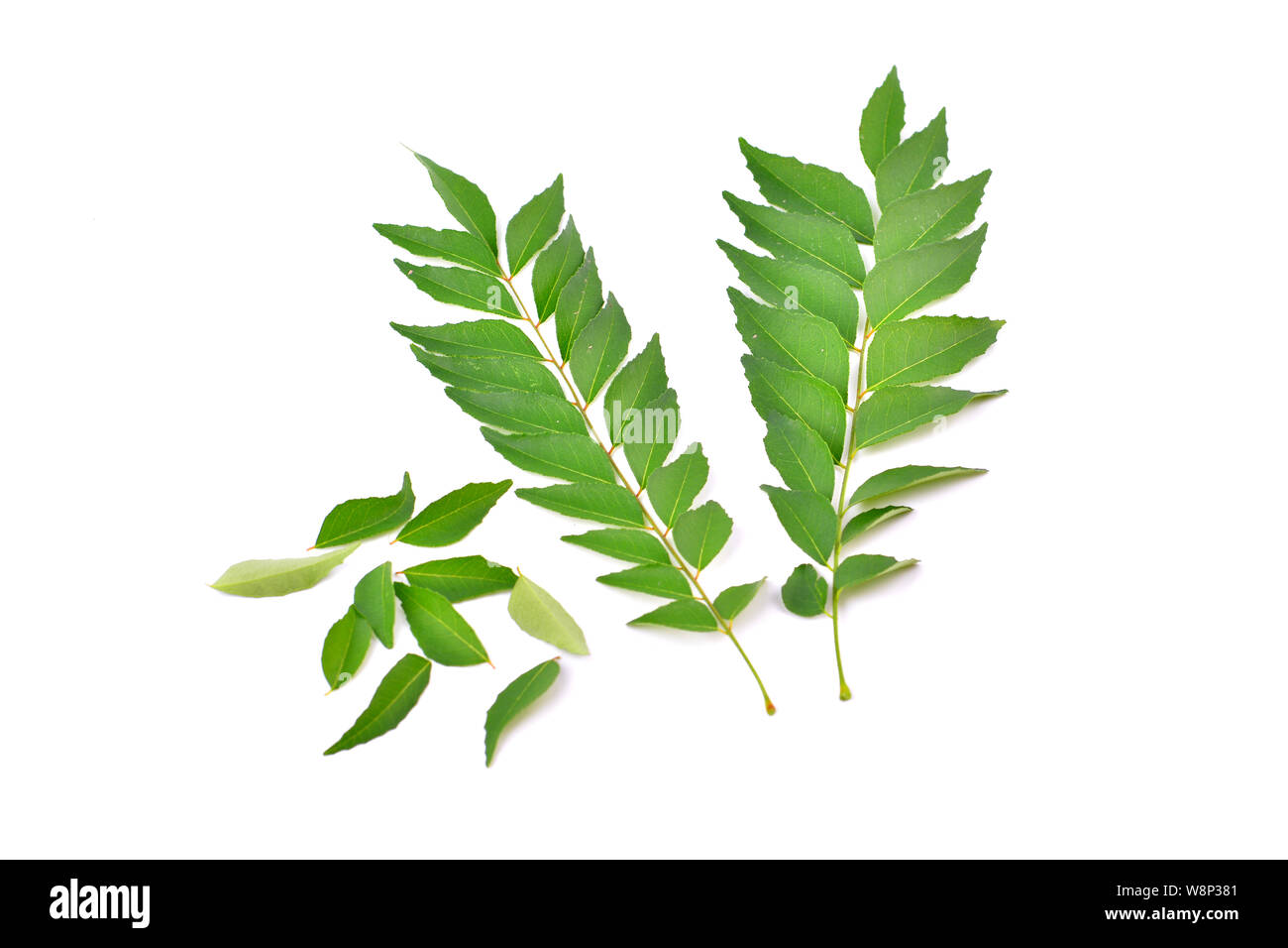 Curry Leaf isolated on white background Stock Photo - Alamy
