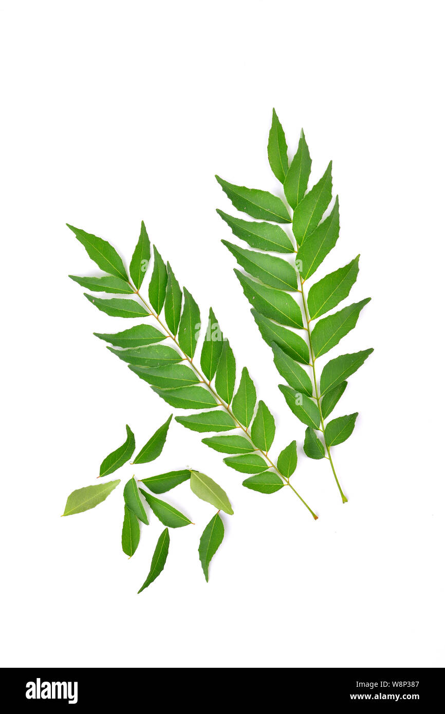 Neem curry leaf hi-res stock photography and images - Alamy
