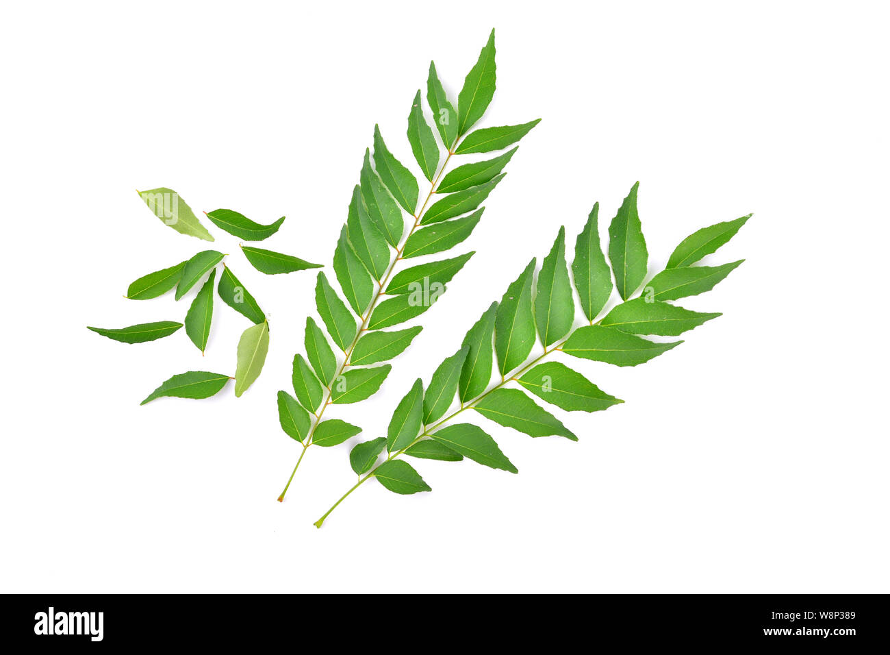 Neem curry leaf hi-res stock photography and images - Alamy