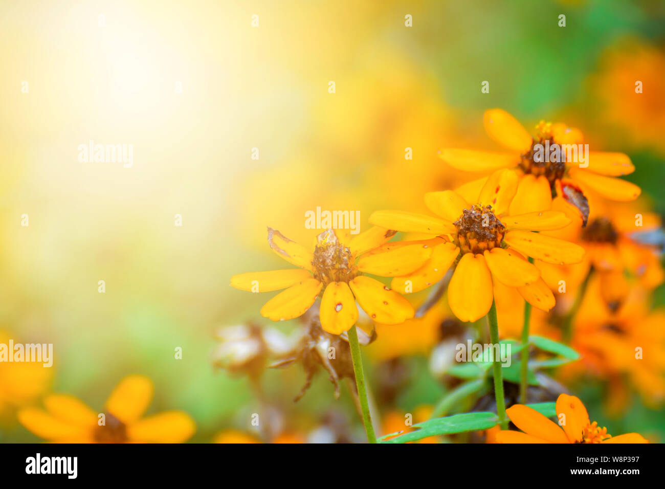 Yellow flowers with flare in the morning Stock Photo - Alamy