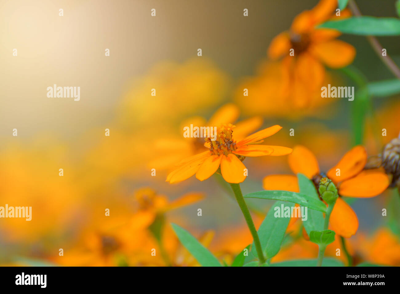 Yellow flowers with flare in the morning Stock Photo - Alamy