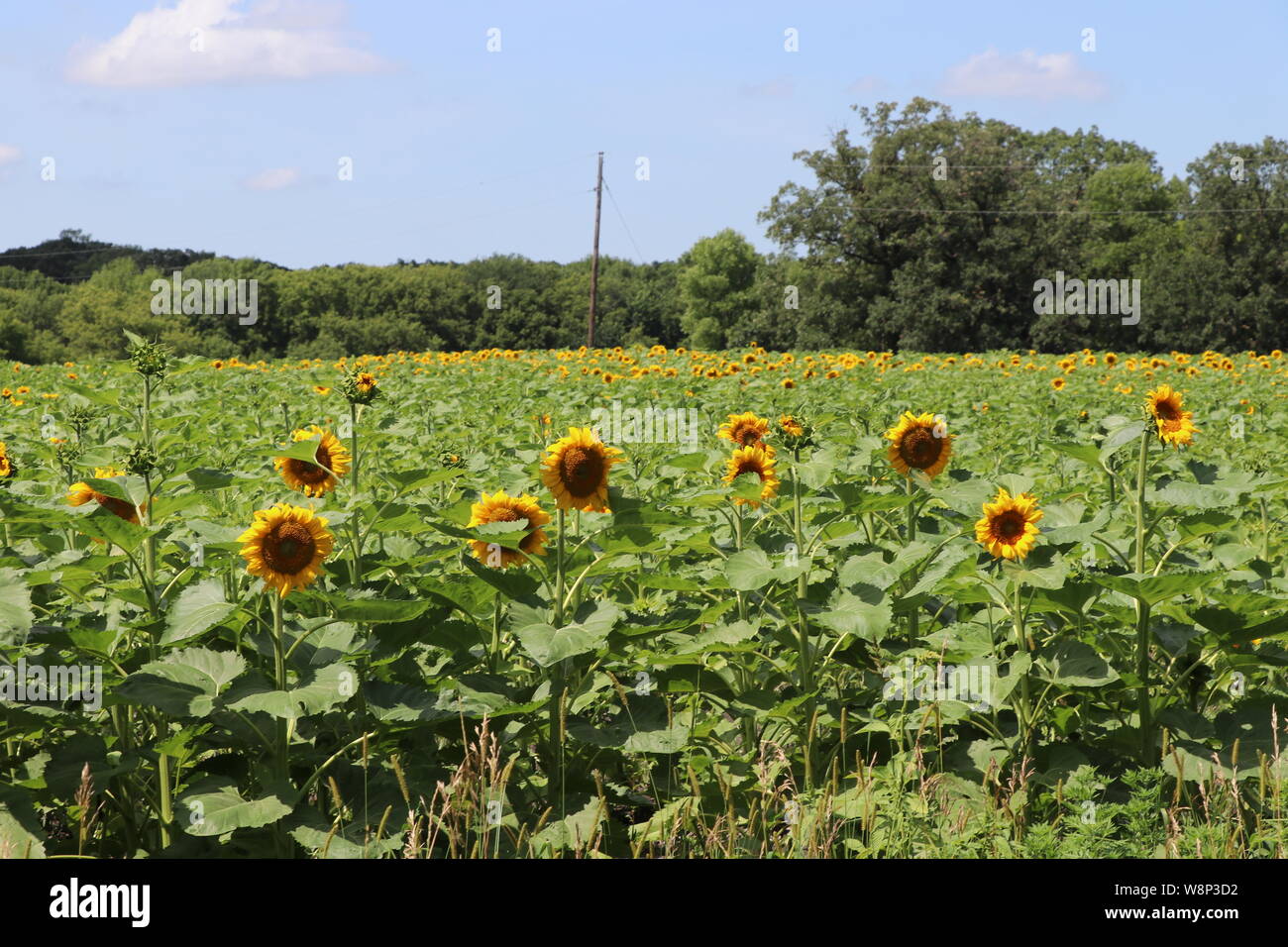 Field of sun Stock Photo - Alamy
