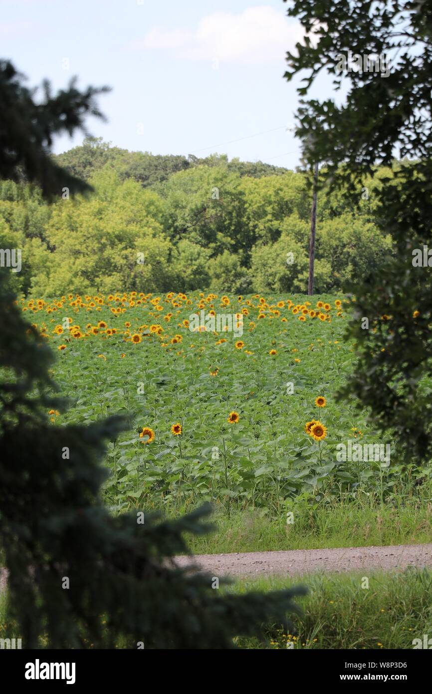 Field of sun Stock Photo - Alamy
