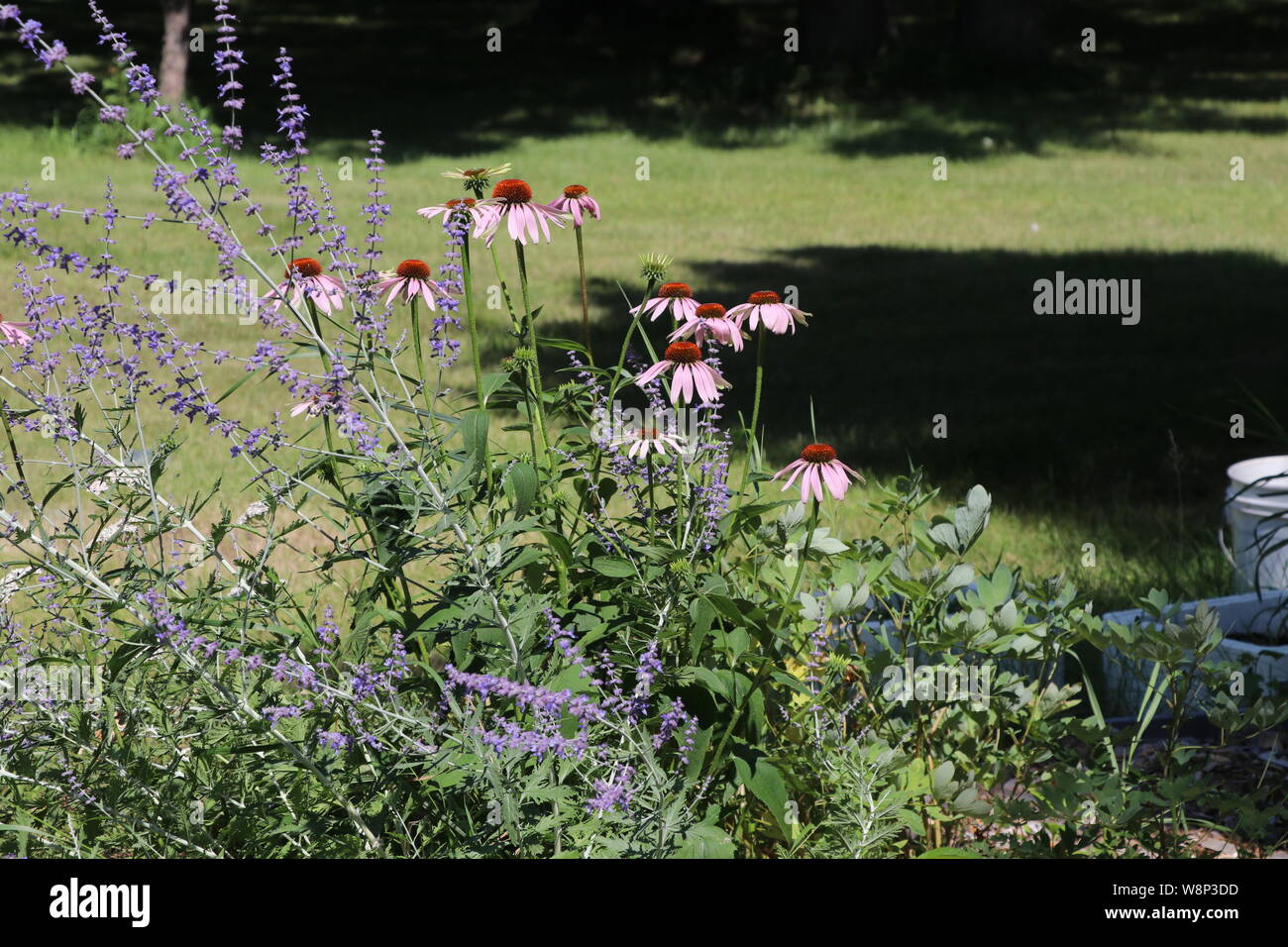 Medicinal garden hi-res stock photography and images - Alamy