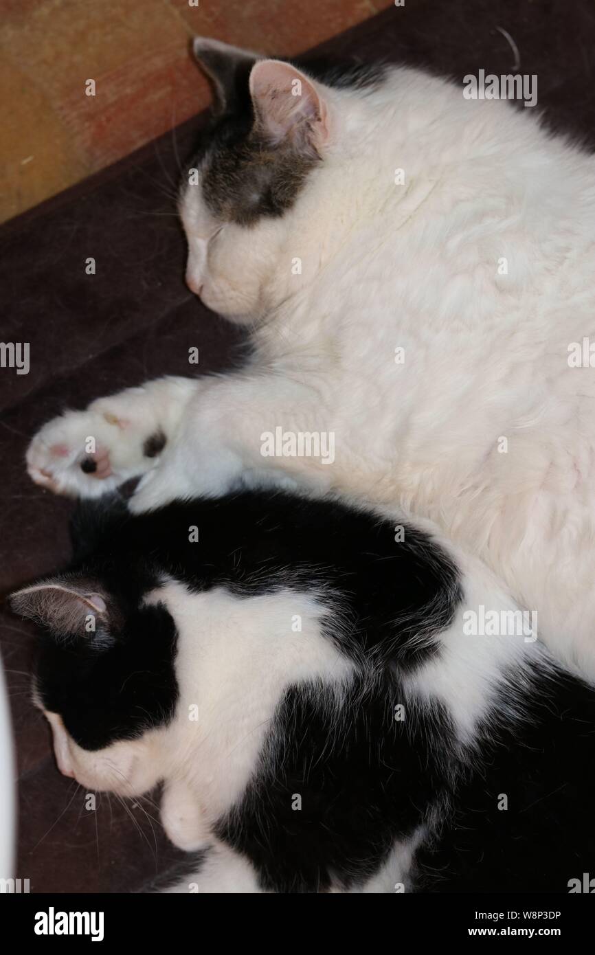 Cuddling cats hi-res stock photography and images - Alamy