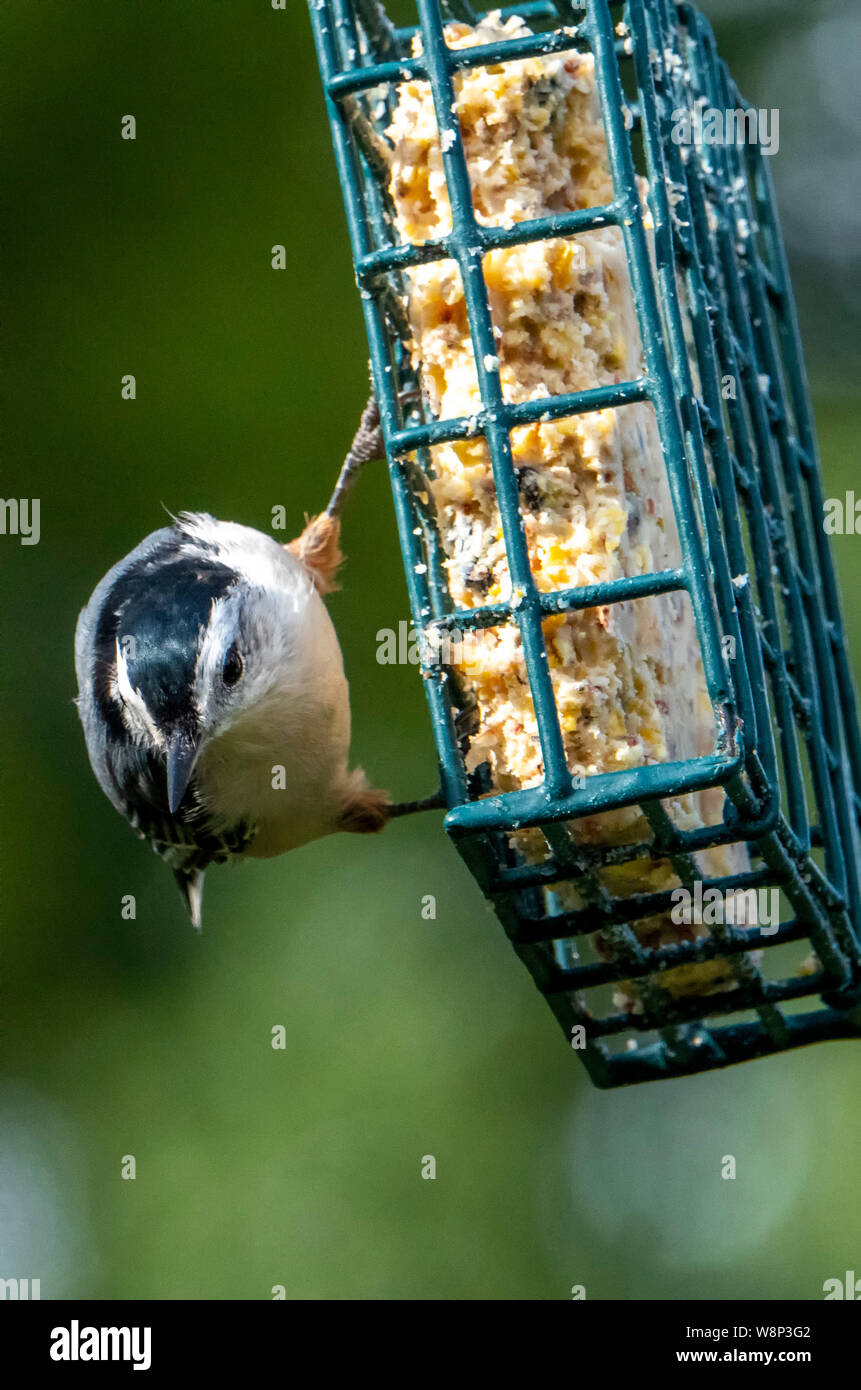Grip hi-res stock photography and images - Alamy