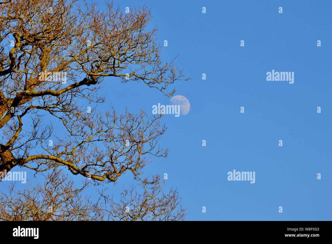 tree and moon Stock Photo - Alamy