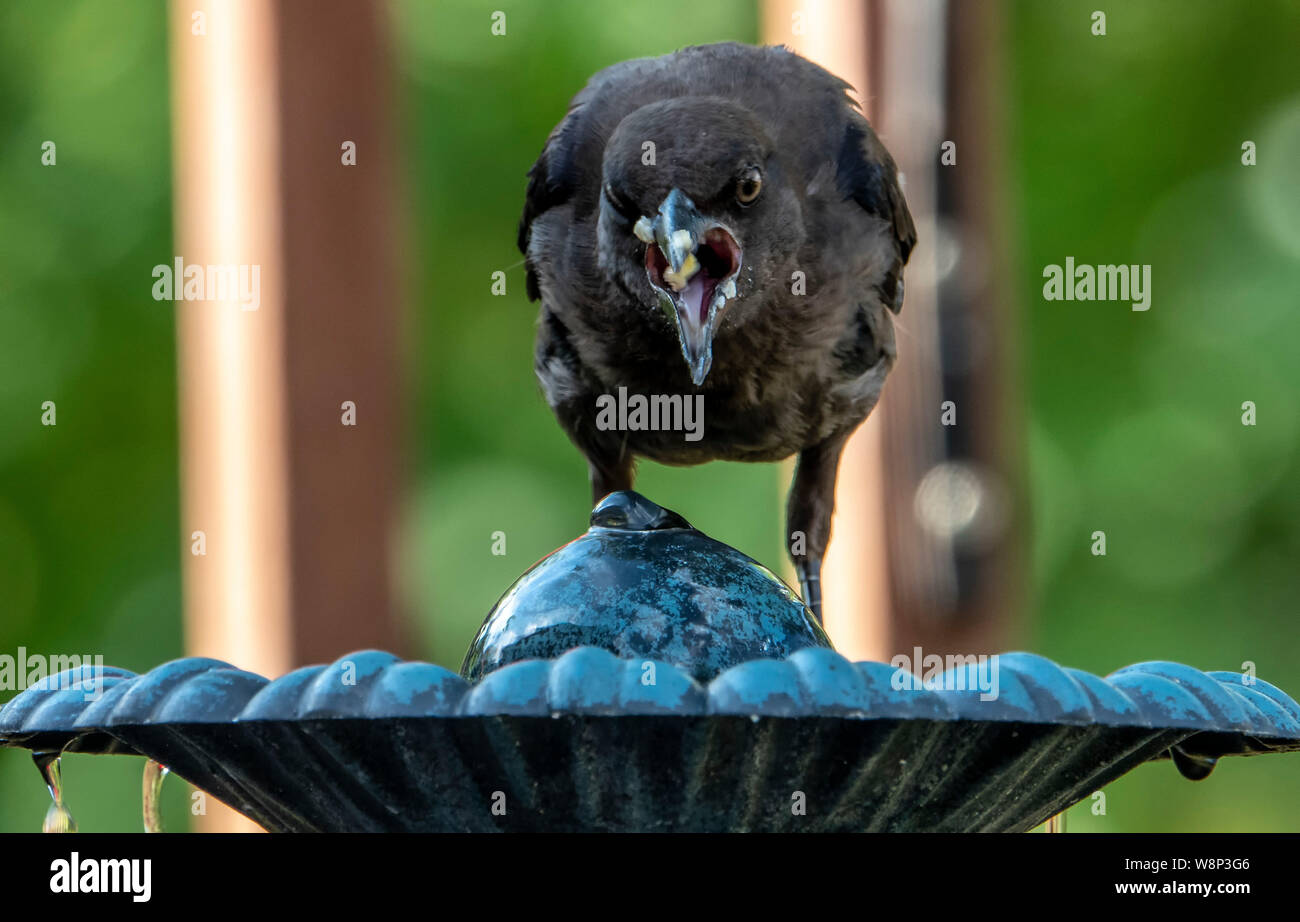 Snarler hi-res stock photography and images - Alamy