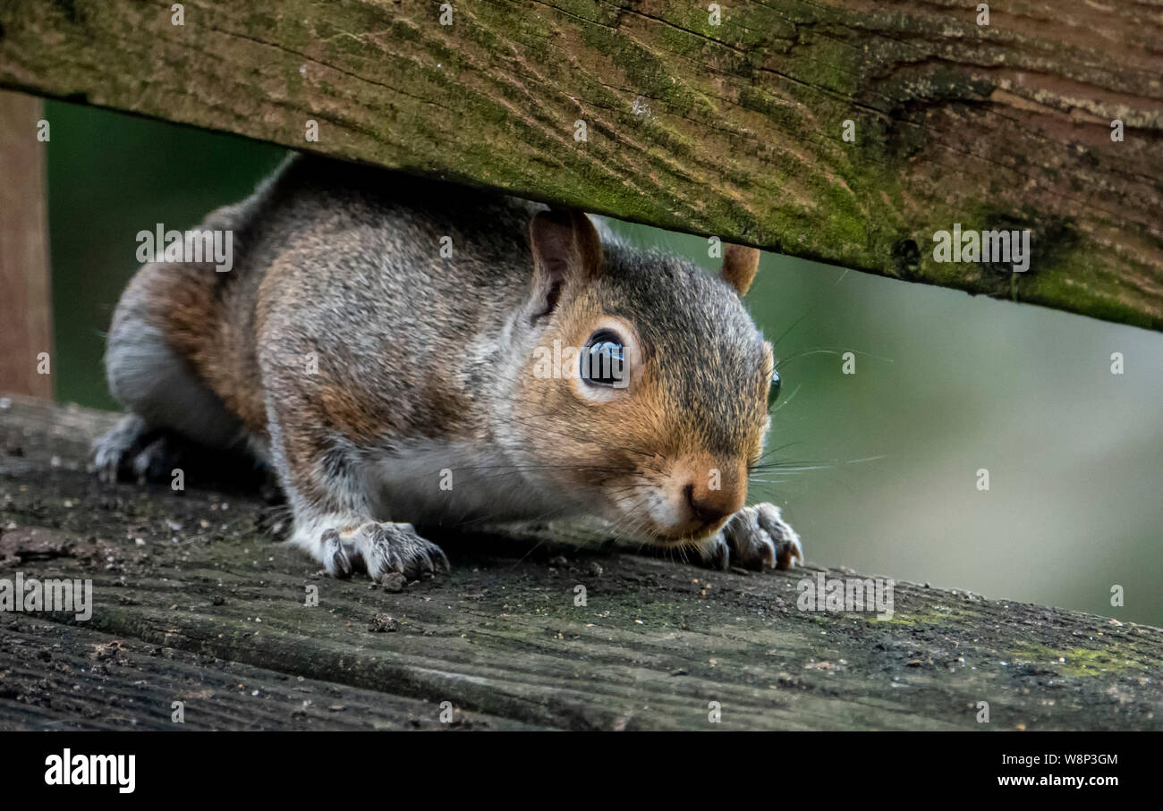 Sneaking up on hi-res stock photography and images - Alamy
