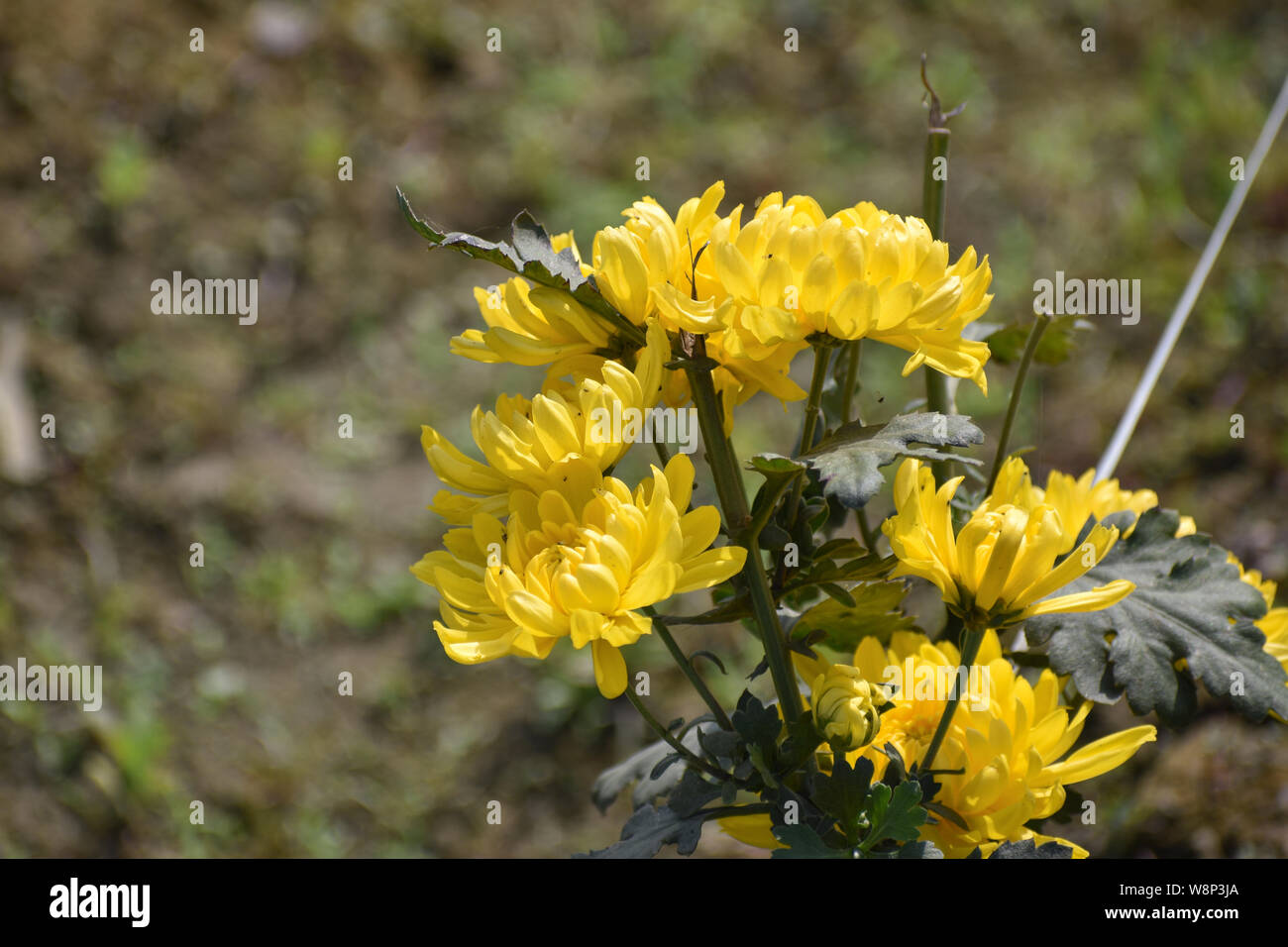 Close up picture of Kerria japonica, also known as the Japanese ...