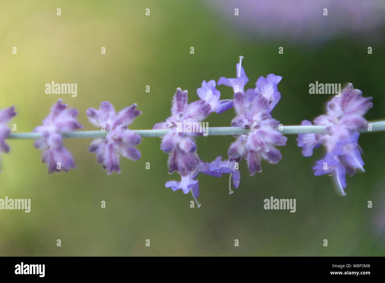 Lavender stalk hi-res stock photography and images - Alamy