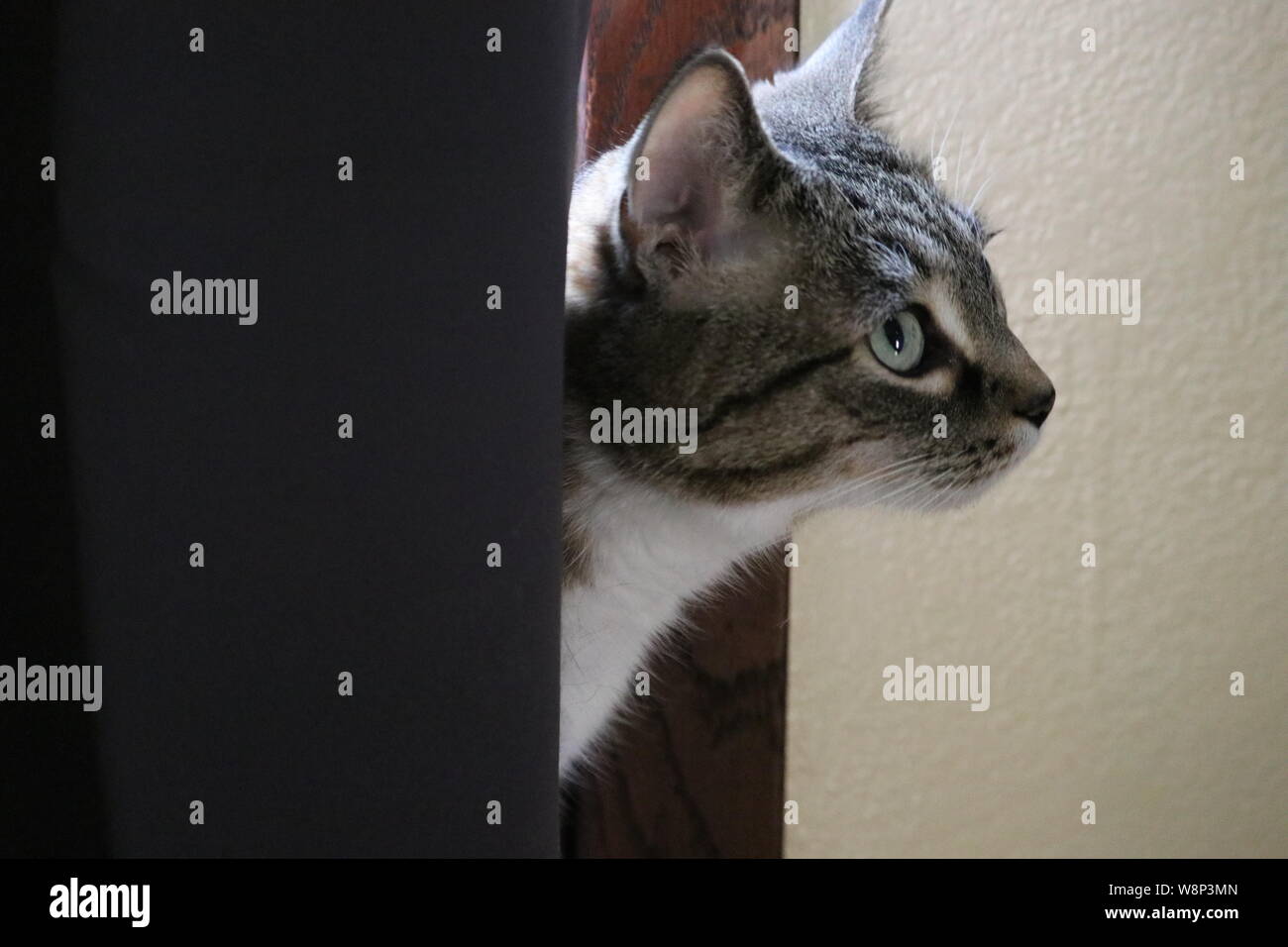 Peeking from behind the curtain Stock Photo - Alamy