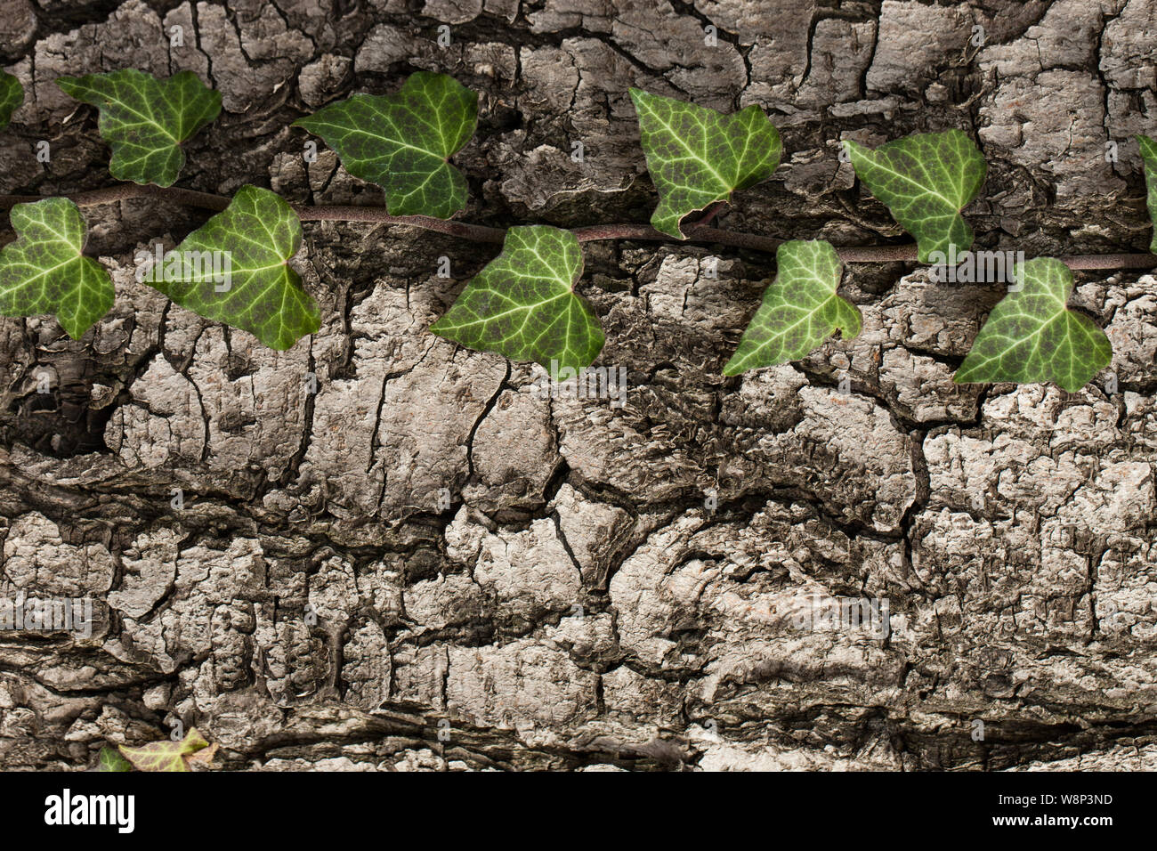 Weaving ivy on the bark of an old tree. natural texture, background ...