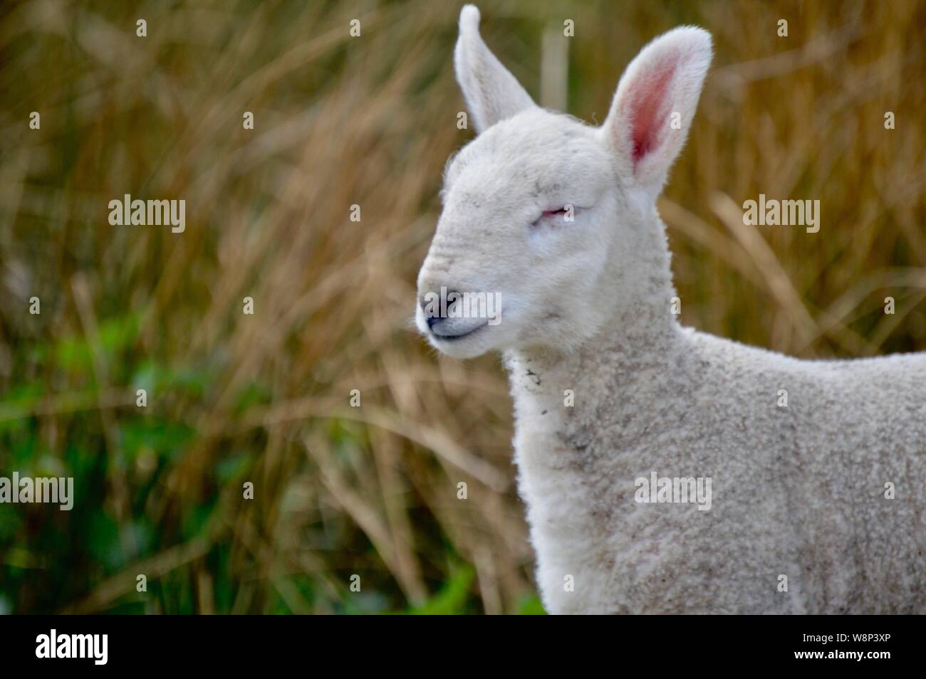 Lamb rearing hi-res stock photography and images - Alamy