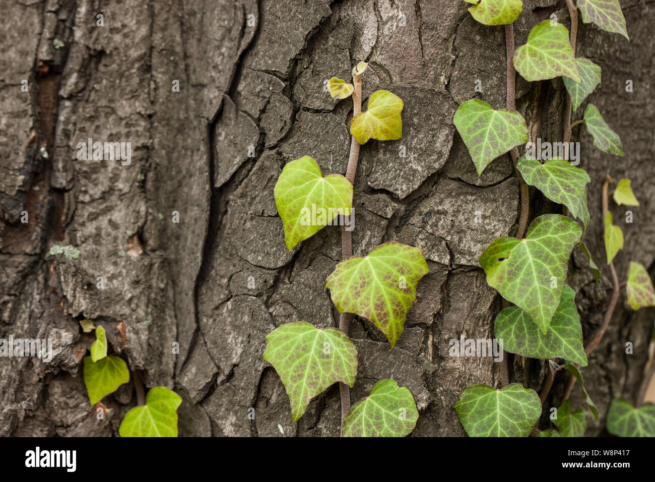 Weaving ivy on the bark of an old tree. natural texture, background ...