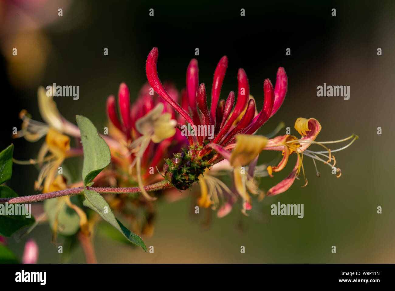 Colourful close up of a red honeysuckle flower blooming showing ...