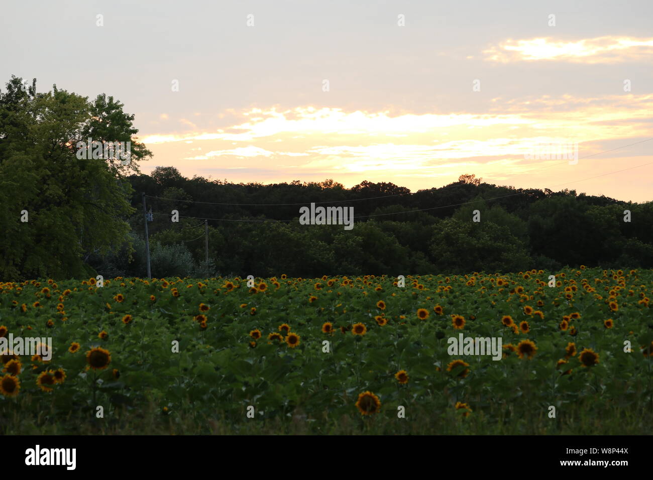 Field of sunflowers under cloudy sunset Stock Photo - Alamy