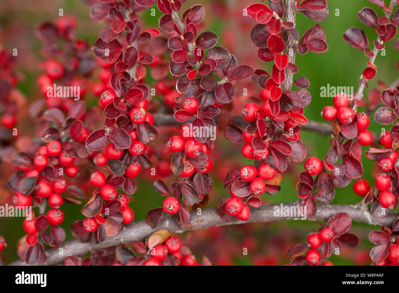 Bright red berries of bearberry cotoneaster in the forest Stock Photo ...
