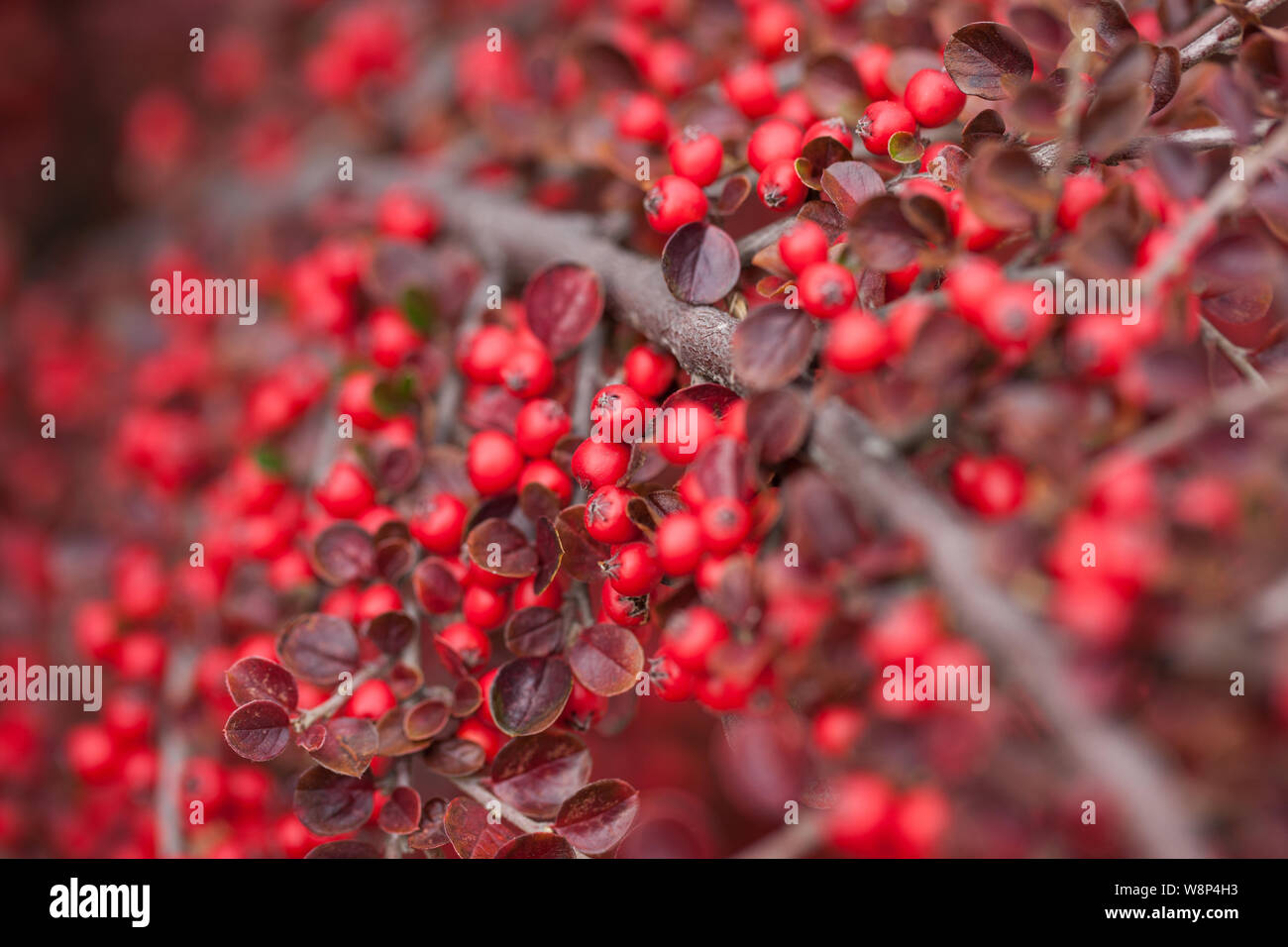 Bright red berries of bearberry cotoneaster in the forest Stock Photo ...