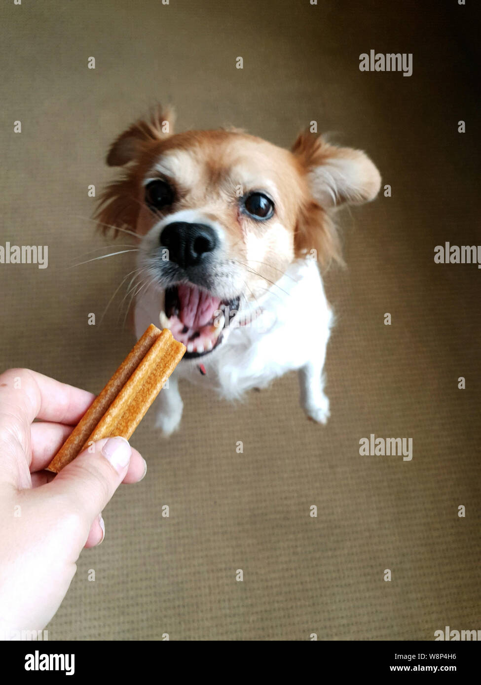 Dog grabs hi-res stock photography and images - Alamy