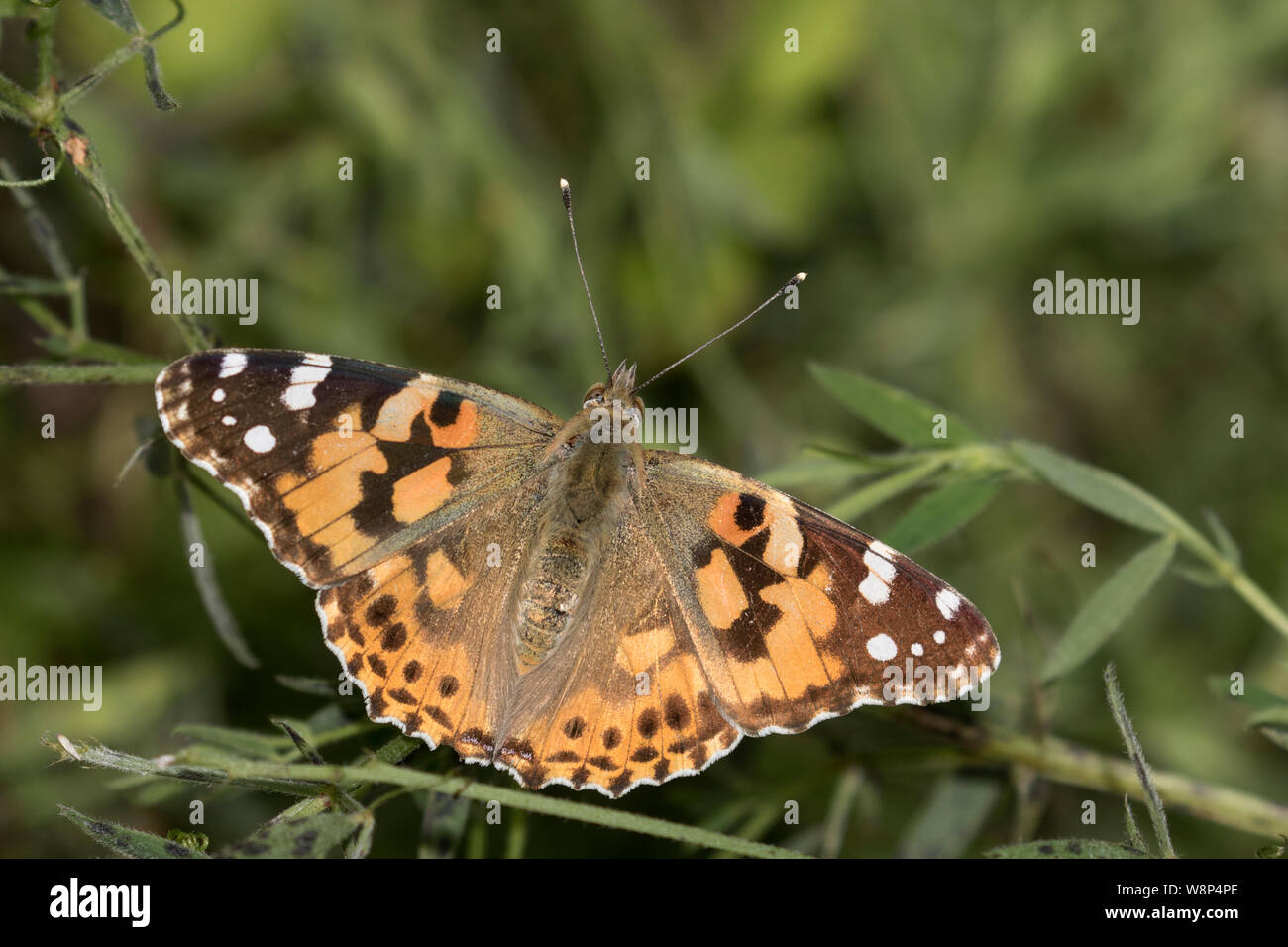 Painted lady butterfly Stock Photo - Alamy