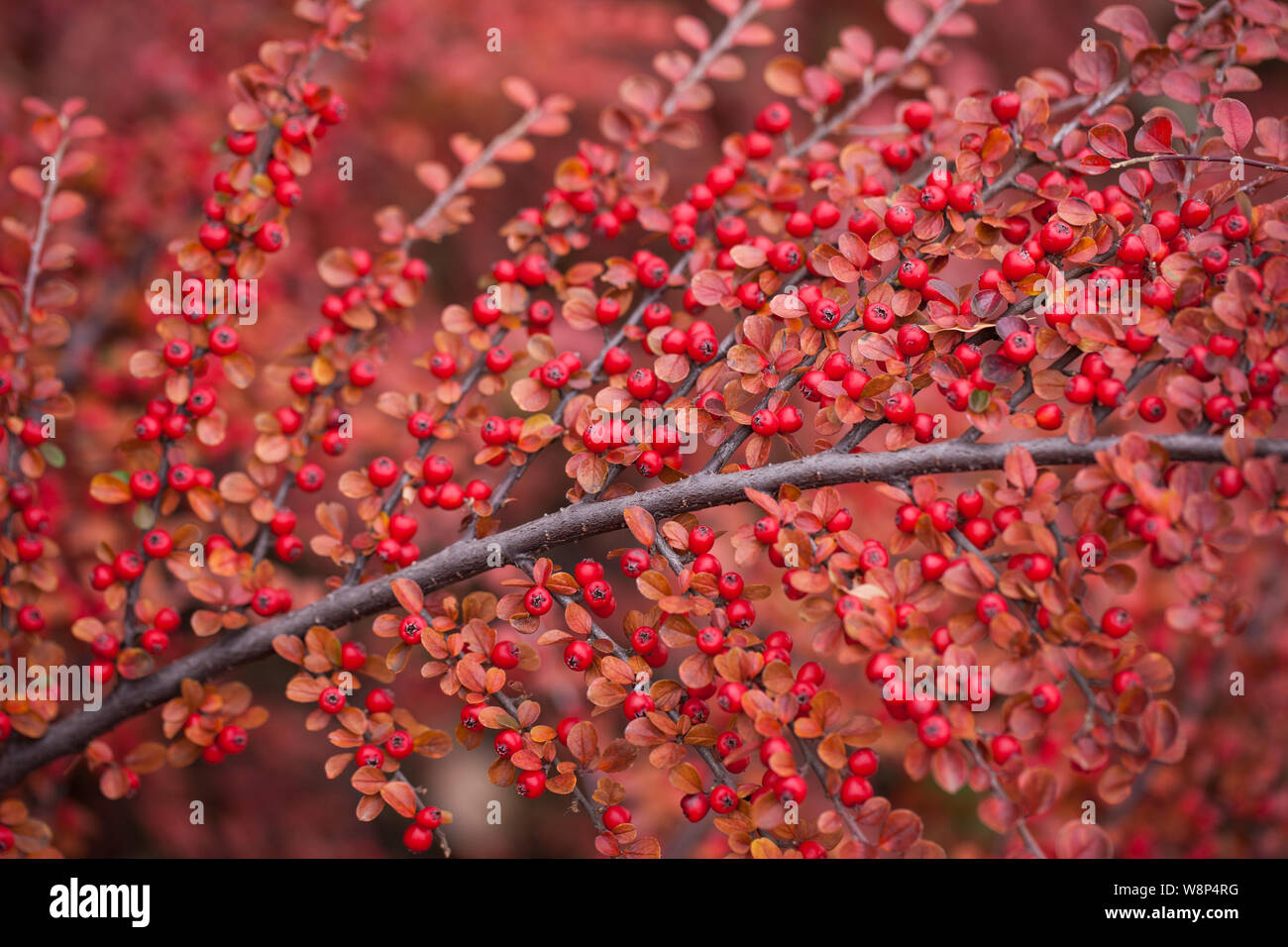 Bright red berries of bearberry cotoneaster in the forest Stock Photo ...