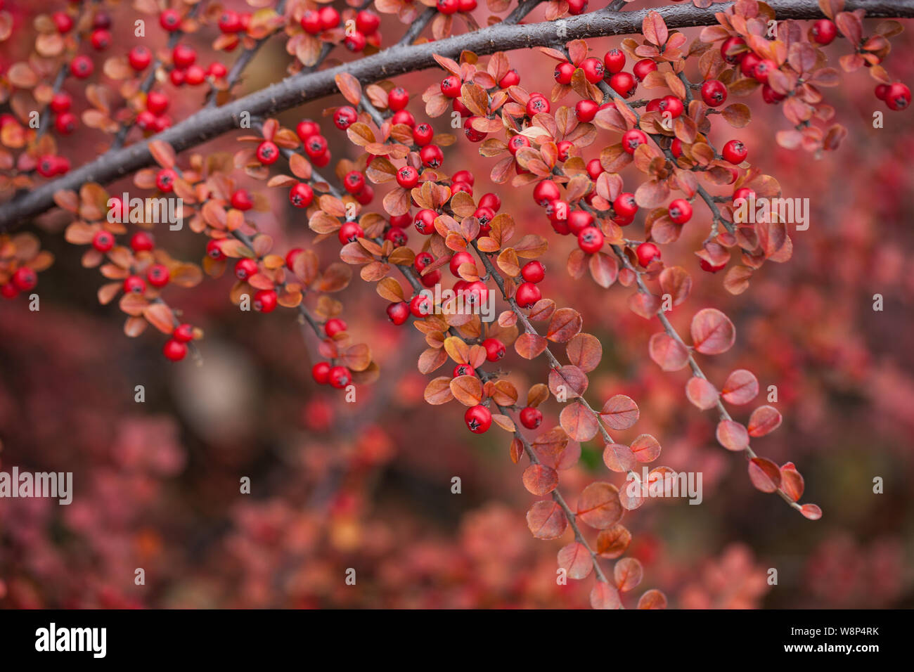 Bright red berries of bearberry cotoneaster in the forest Stock Photo ...