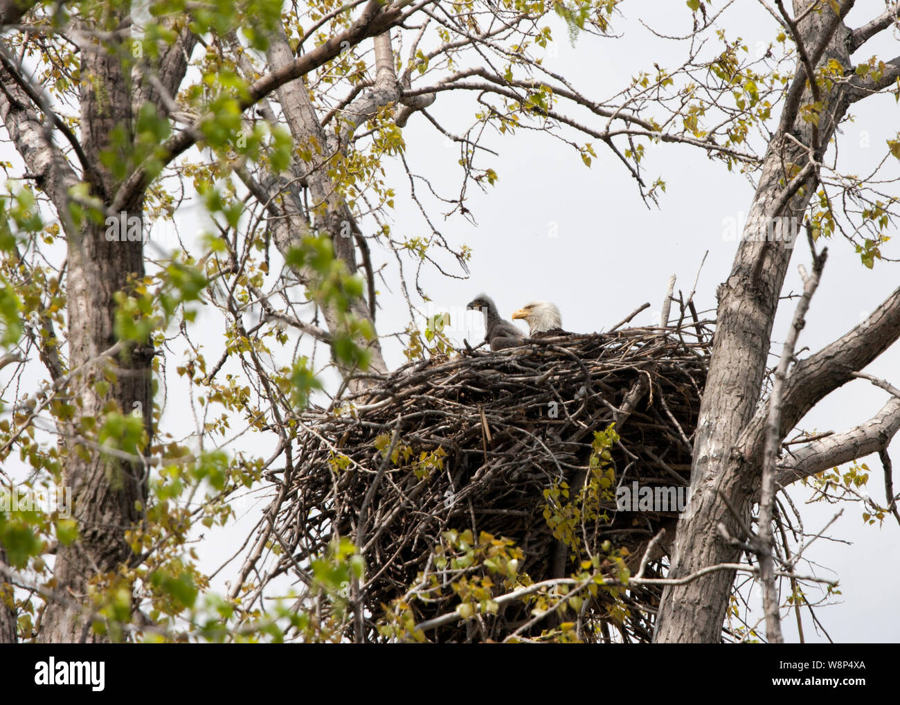 Bald eaglet nest hi-res stock photography and images - Alamy