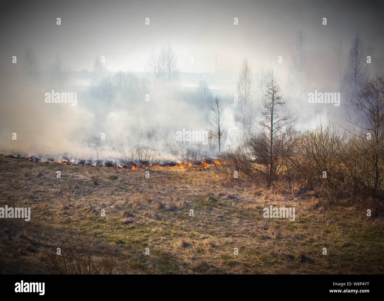 Dry scorched grass burns in the forest, fire Stock Photo - Alamy