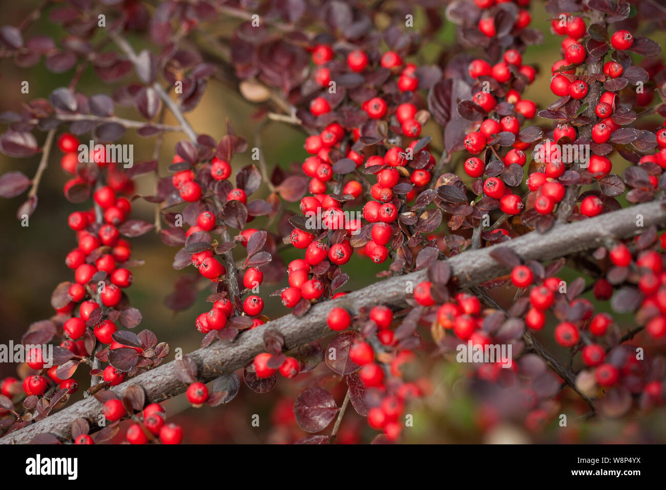 Bright red berries of bearberry cotoneaster in the forest Stock Photo ...